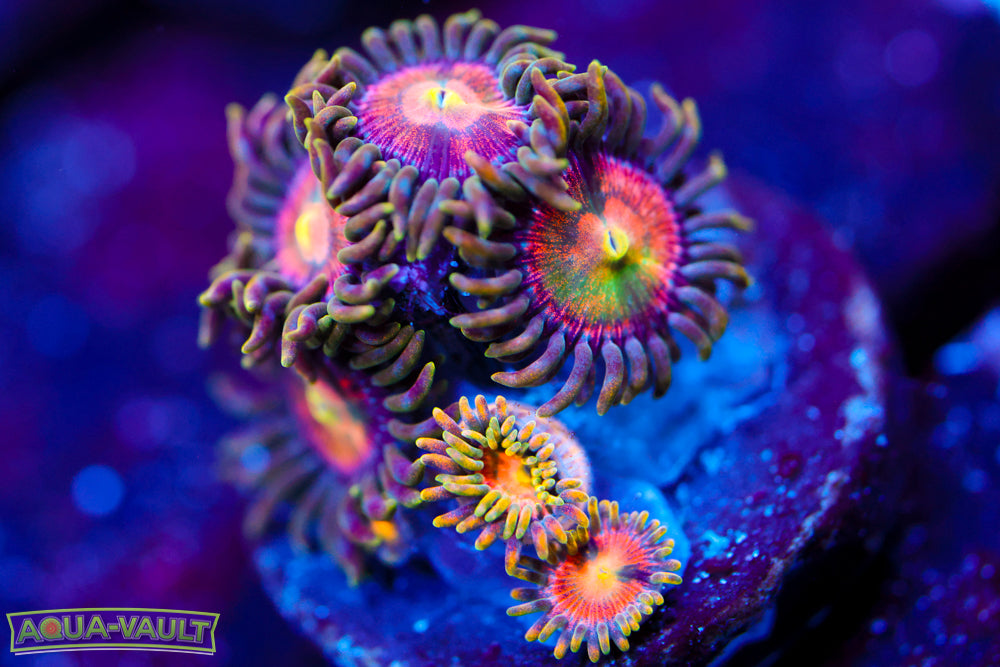 Laser Lemon Zoa 2 – Aqua-Vault