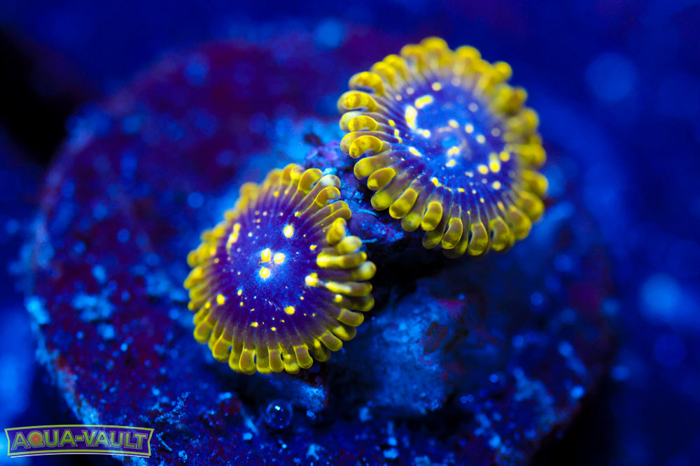 Exosphere Zoa – Aqua-Vault