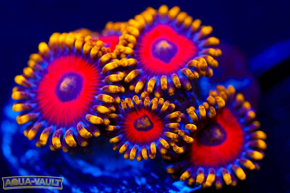 Ultra Eagle Eyes Zoa – Aqua-Vault