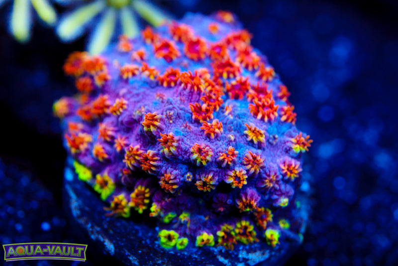 Skittles Bomb Cyphastrea 2 – Aqua-Vault